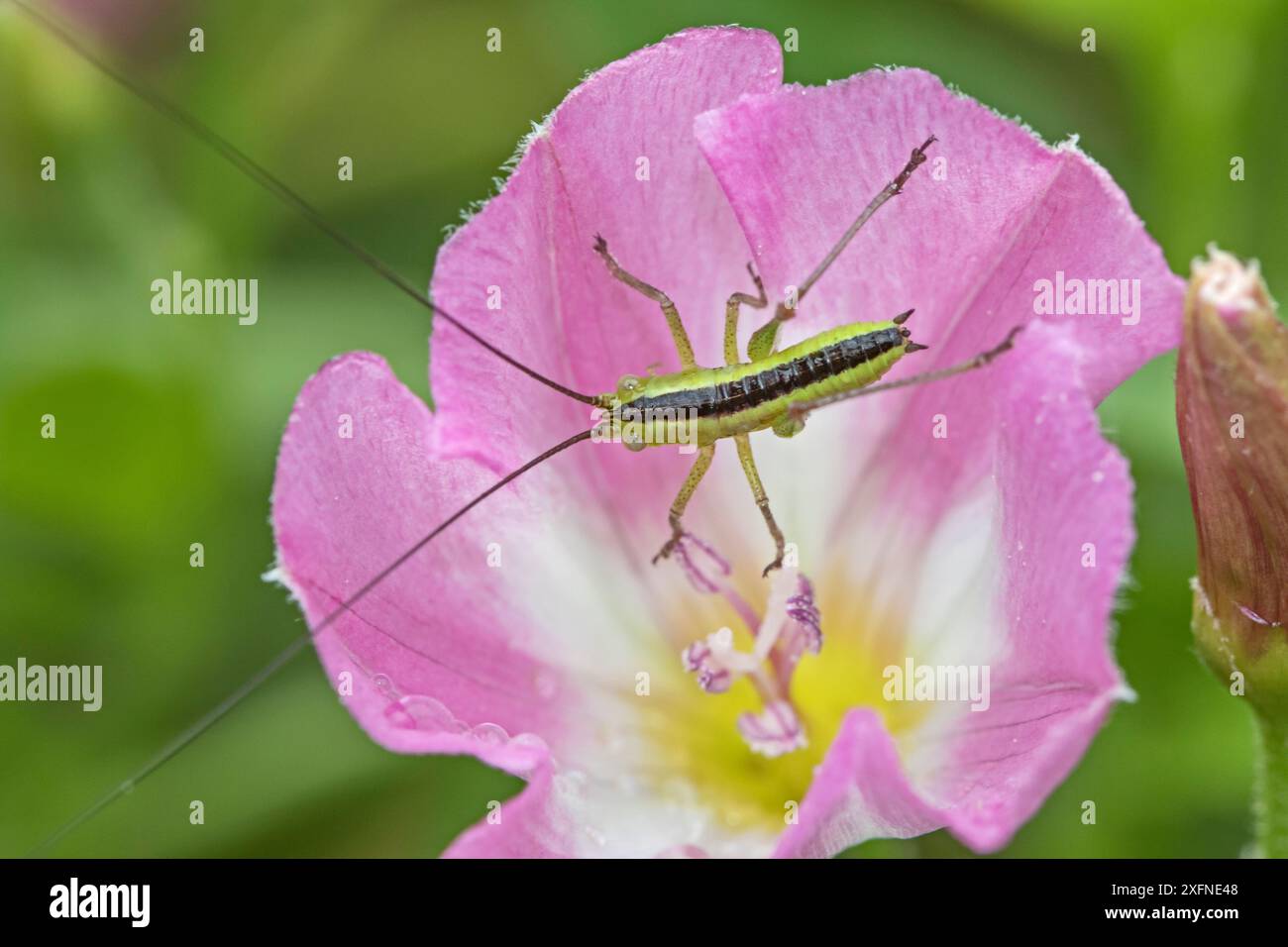 Long-winged conehead grasshopper nymph (Conocephalus discolor) on Field ...
