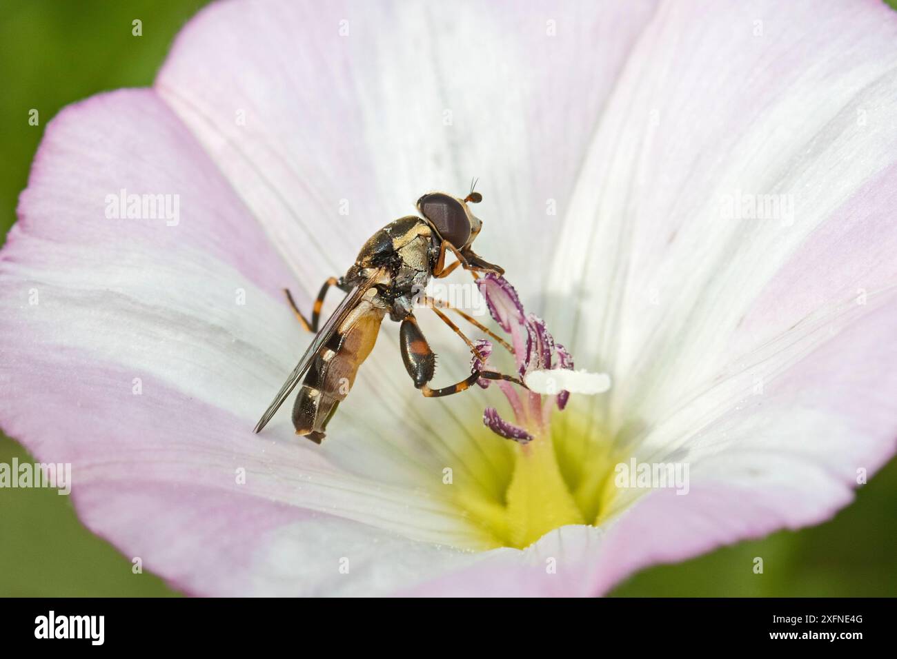 Thick-legged Hoverfly (Syritta pipiens) showing a characteristic ...