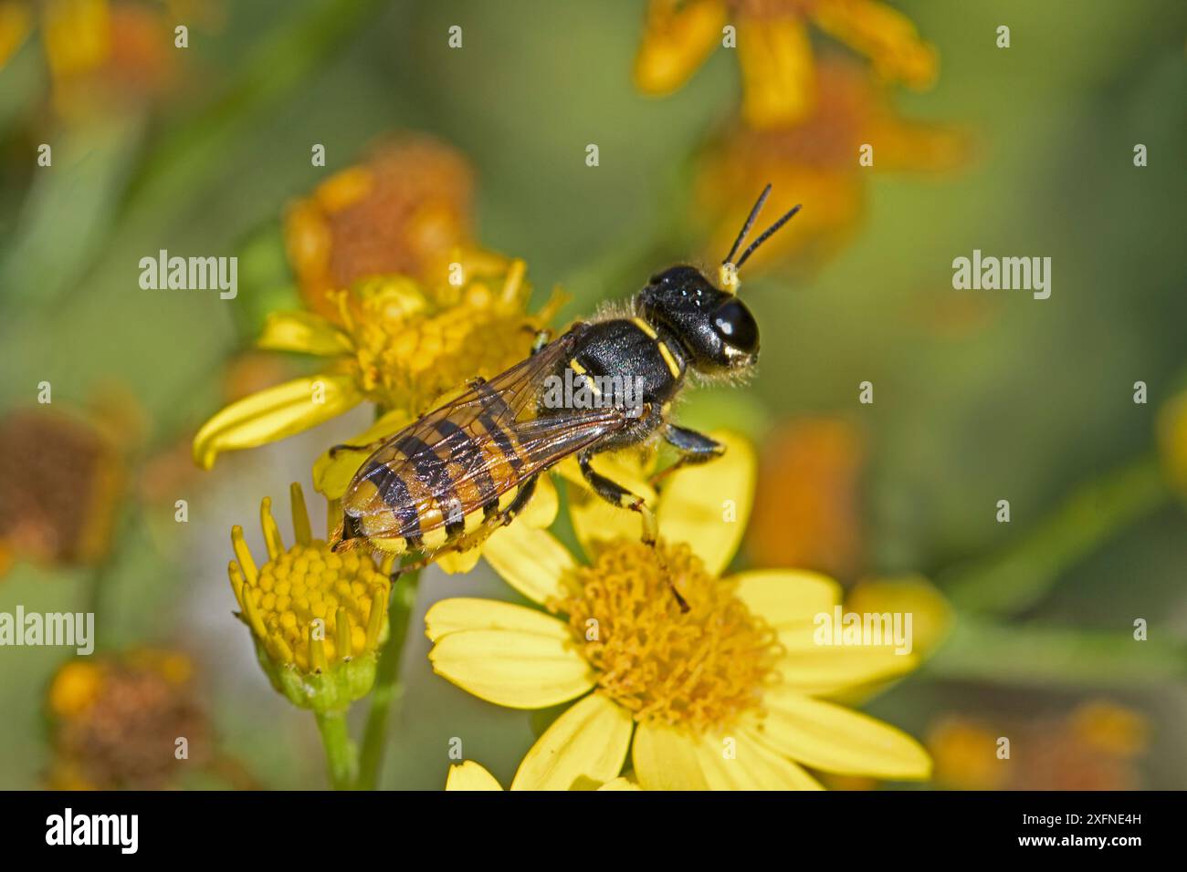 Digger wasp (Ectemnius lituratus) Brockley, Lewisham, London, England ...