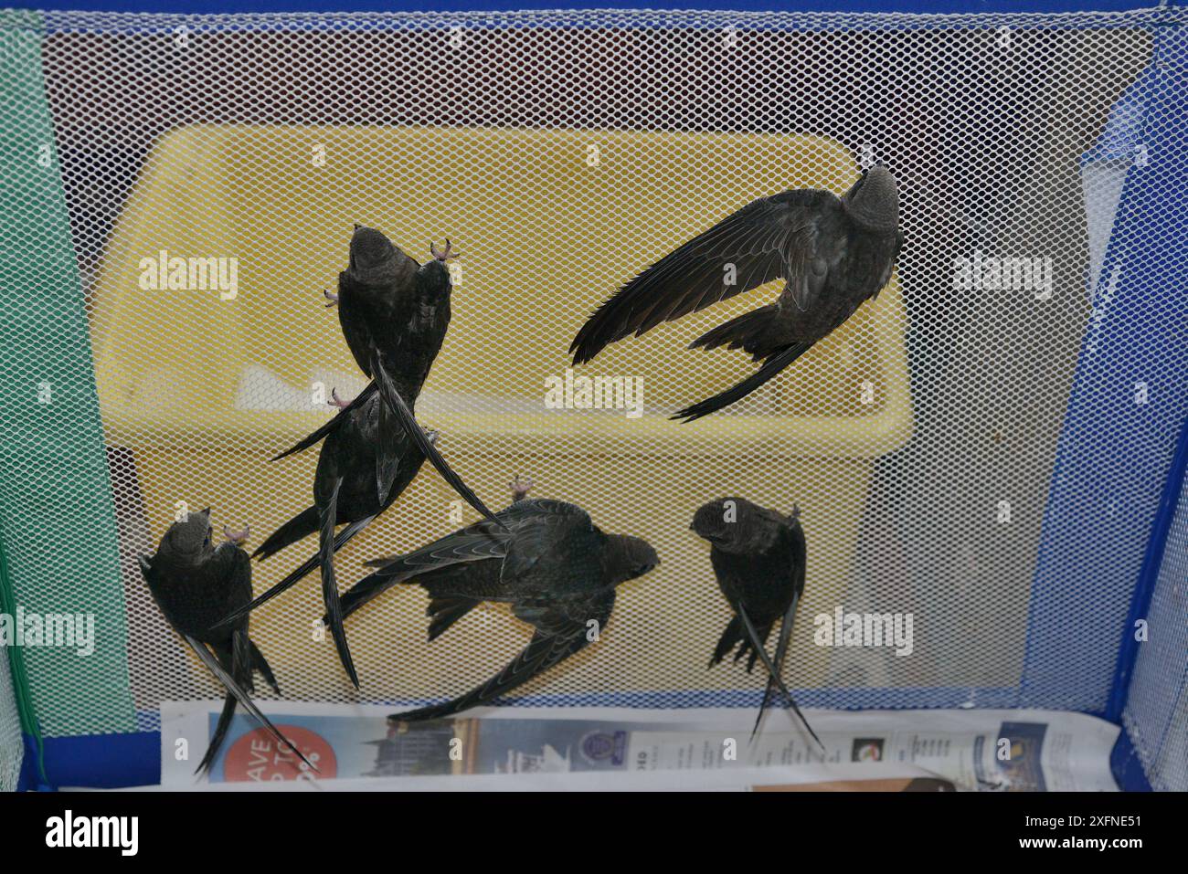 Group of orphan Common swift chicks (Apus apus) reared to full size by ...