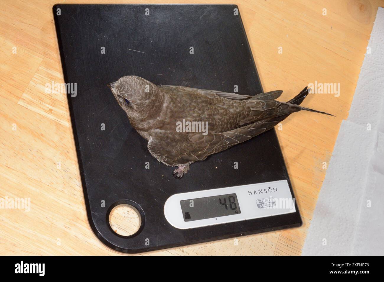 Orphaned Common swift chick (Apus apus) reared to full size by Judith ...