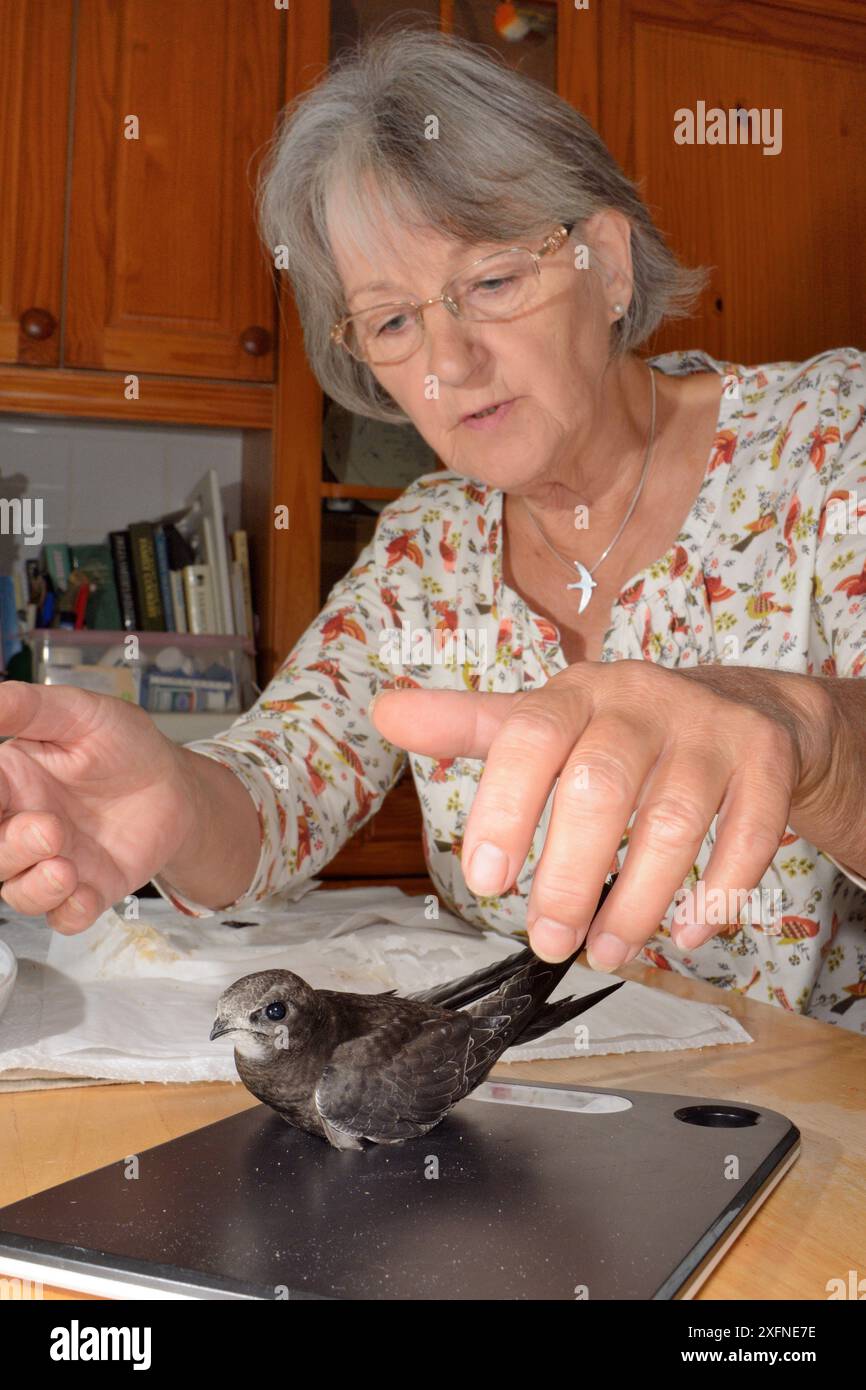 Judith Wakelam weighing an orphaned Common swift chick (Apus apus) she ...