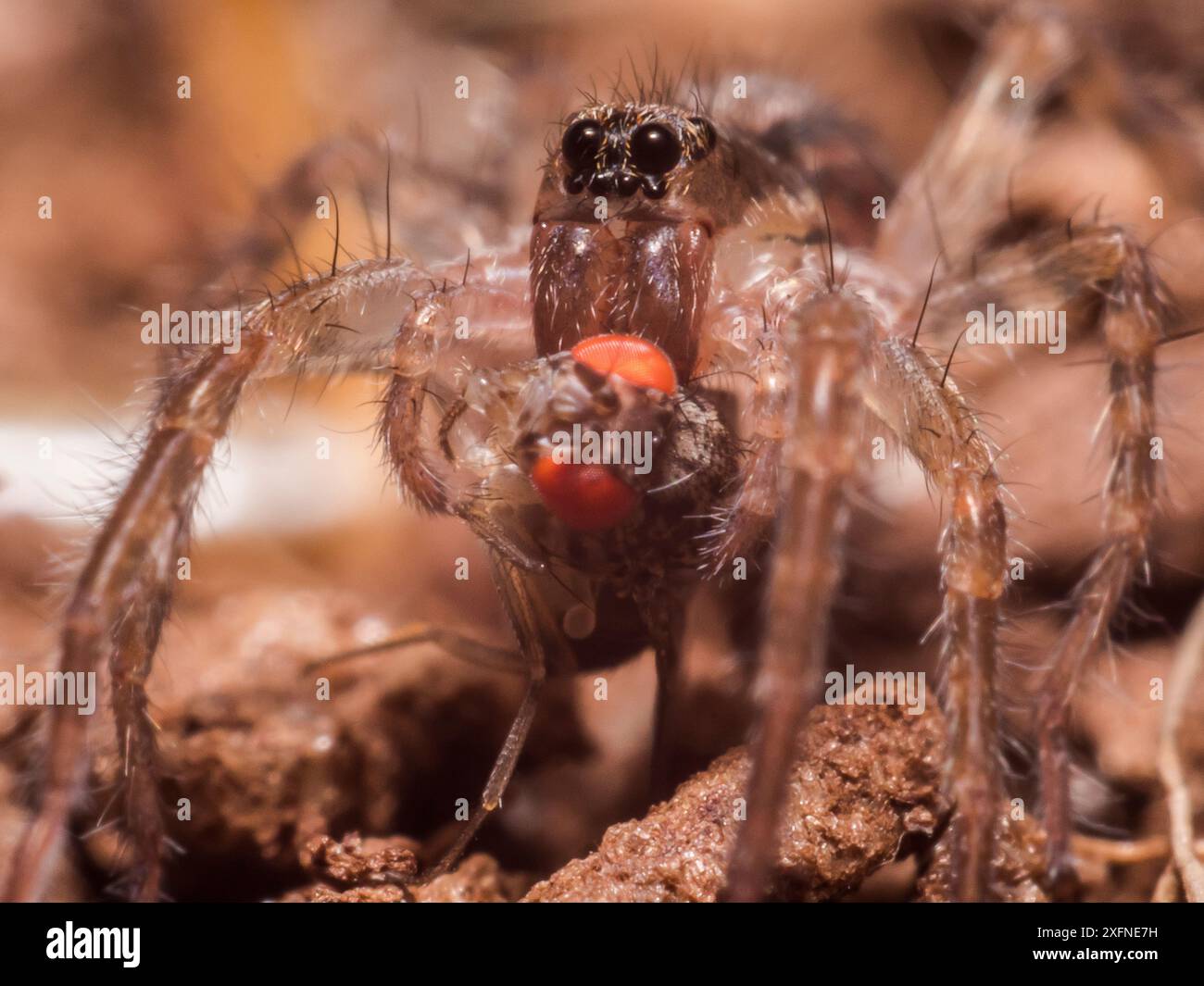 Deserta Grande Wolf Spider (Hogna ingens) with fly prey, captive ...