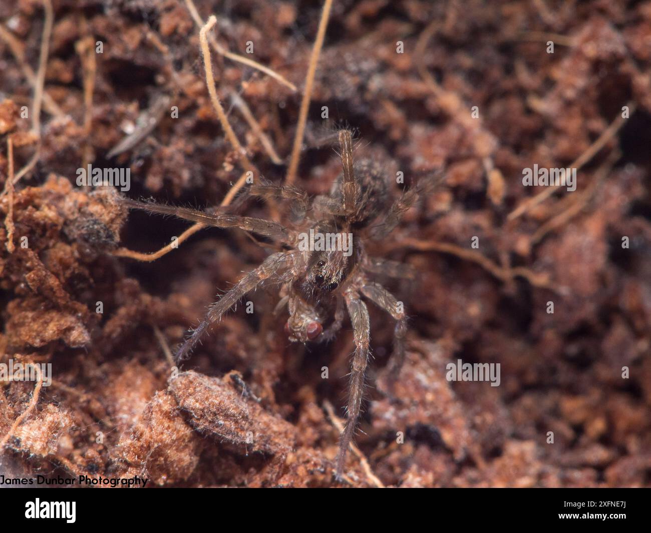 Deserta Grande Wolf Spider (Hogna ingens) in captive breeding program ...