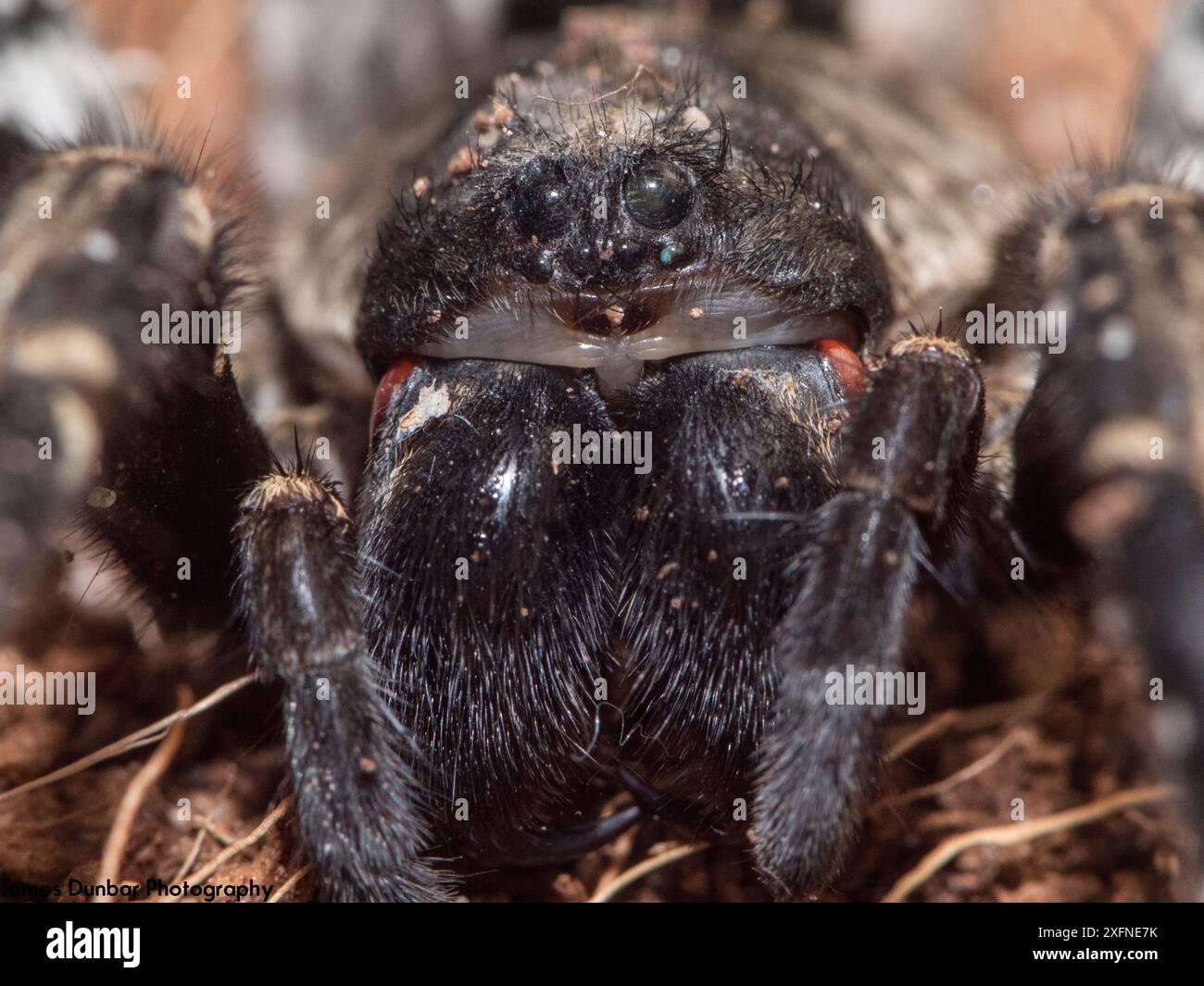 Deserta Grande Wolf Spider (Hogna ingens) portrait, in captive breeding ...