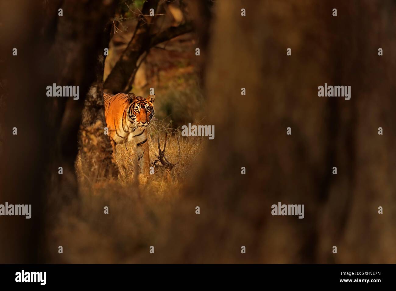 Bengal tiger (Panthera tigris) tigress Noor amongst trees, Ranthambhore ...