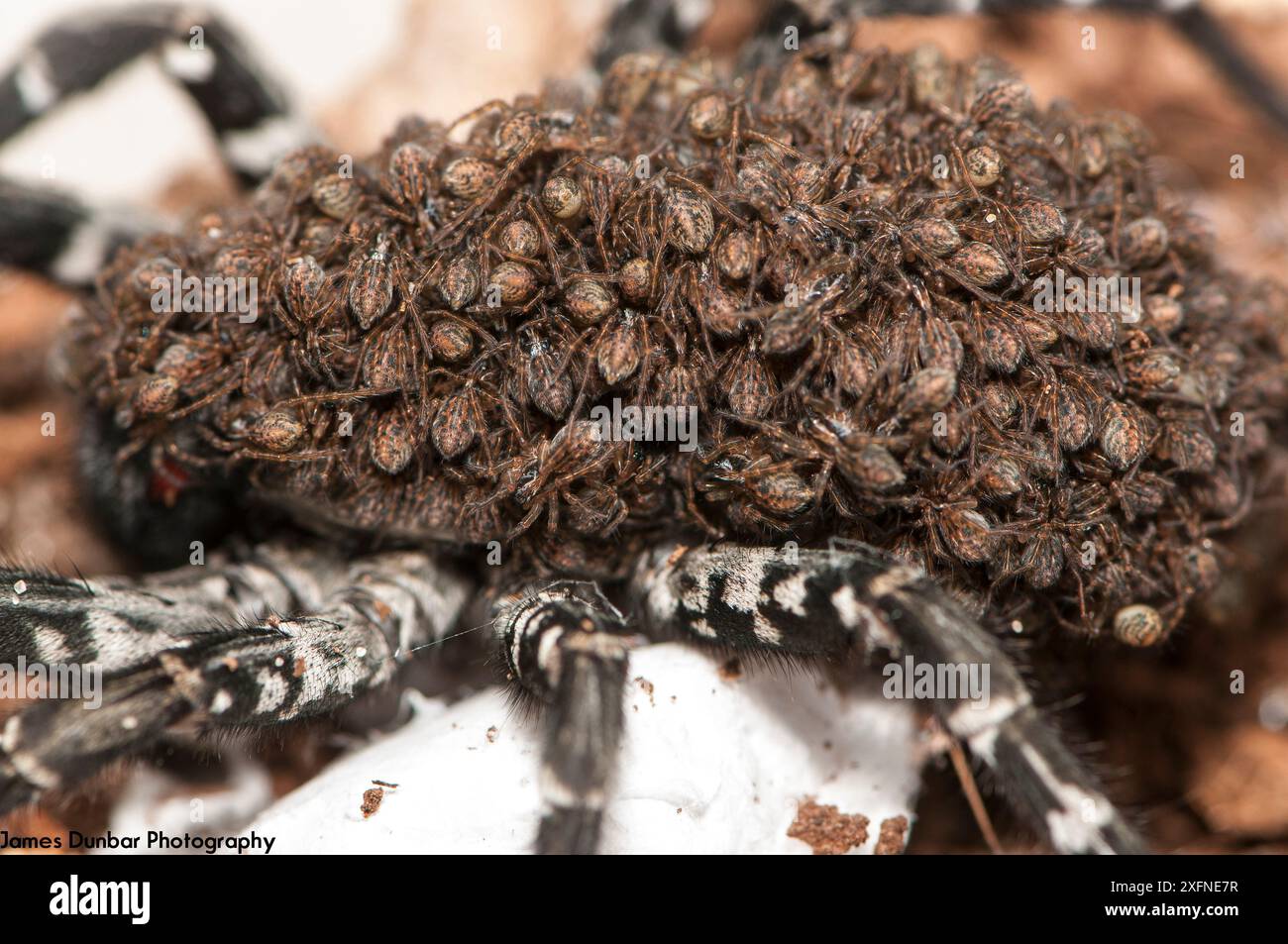 Deserta Grande Wolf Spider (Hogna ingens) spiderlings on back of mother ...