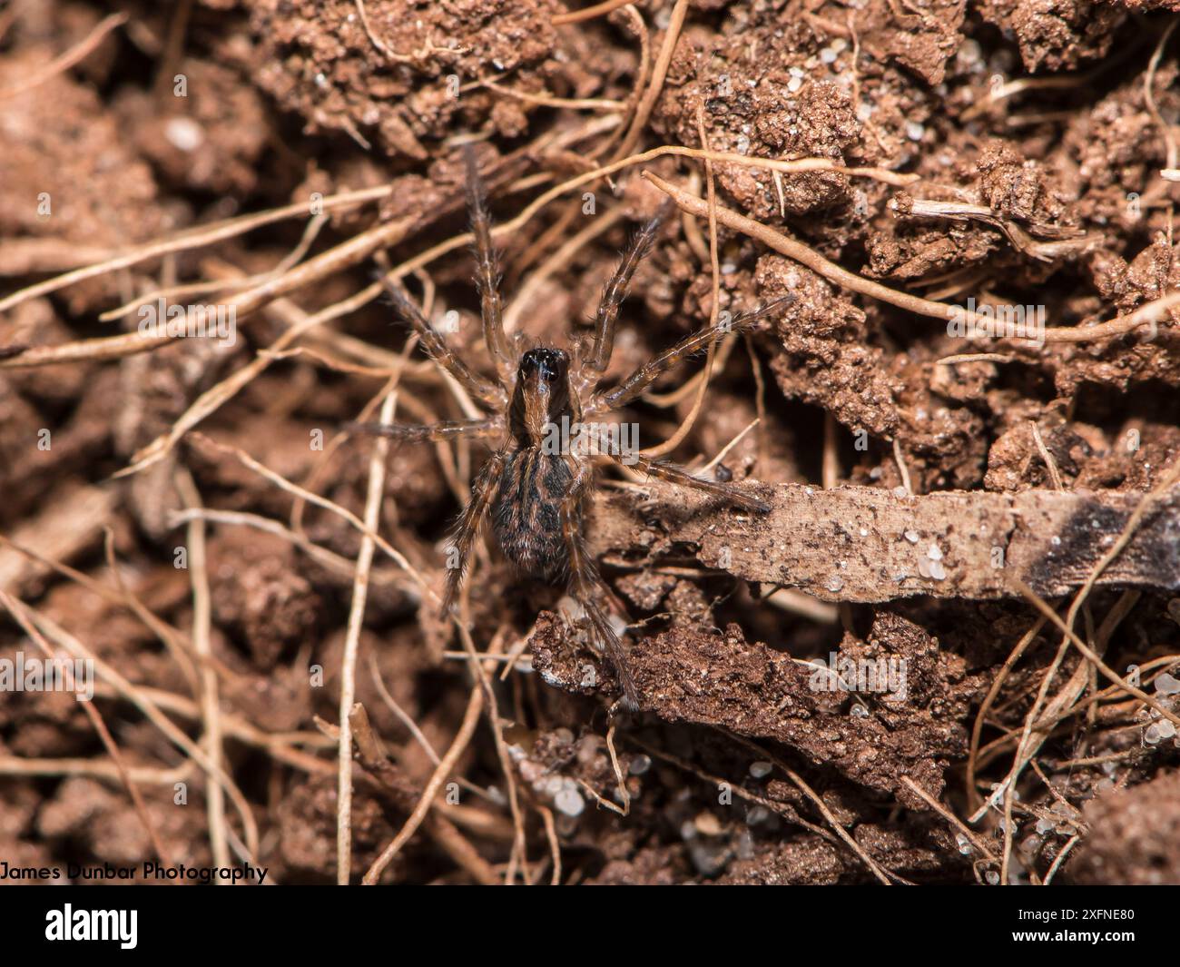 Deserta Grande Wolf Spider (Hogna ingens), in captive breeding program ...