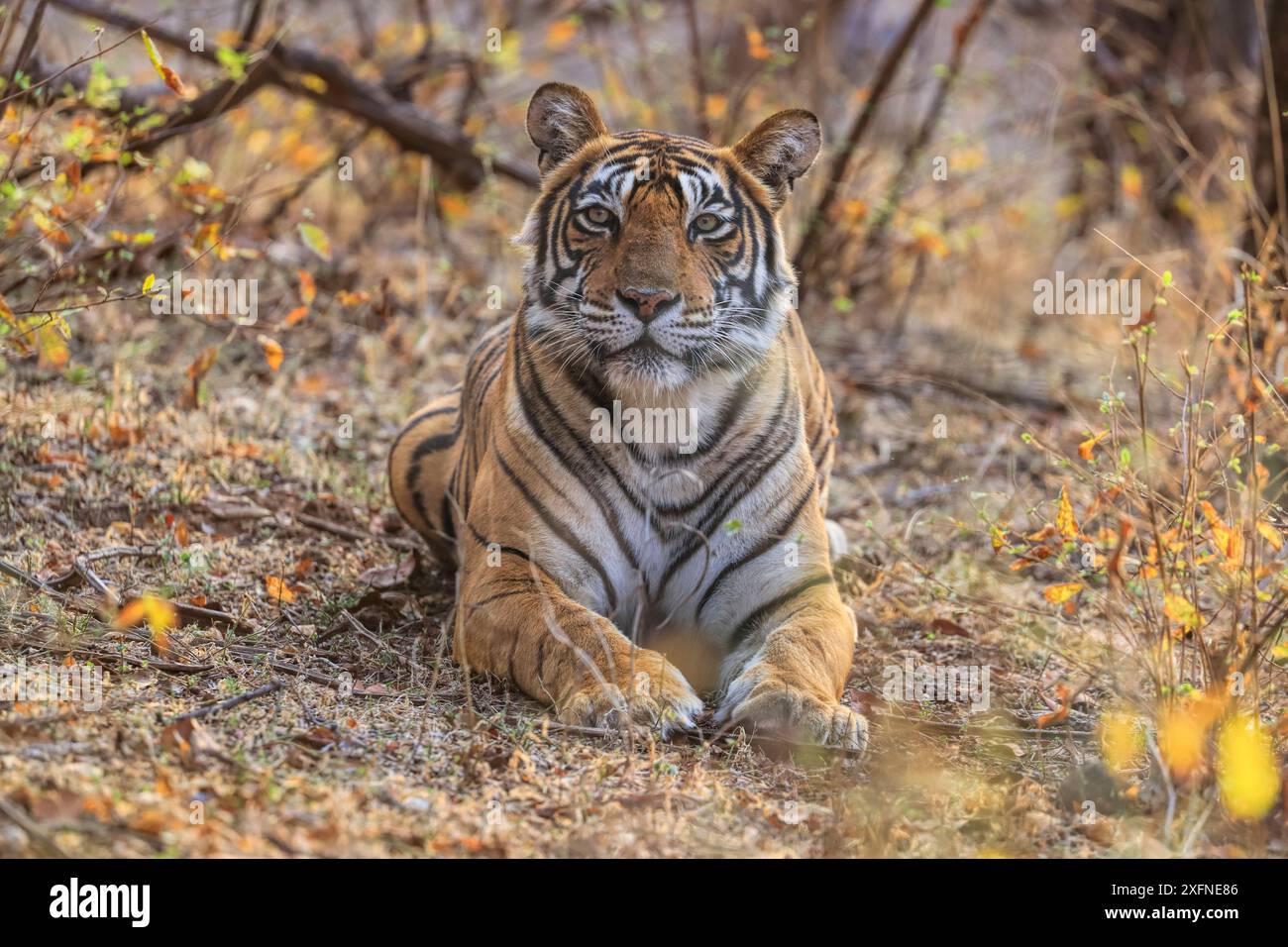 Bengal tiger (Panthera tigris) tigress Noor hunting , Ranthambhore ...