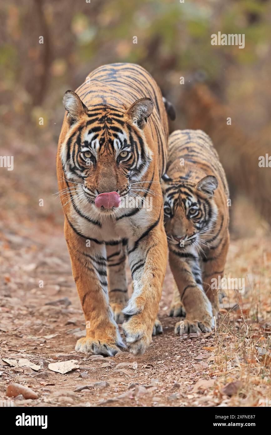 Bengal tiger (Panthera tigris) tigress Noor with cubs , Ranthambhore ...
