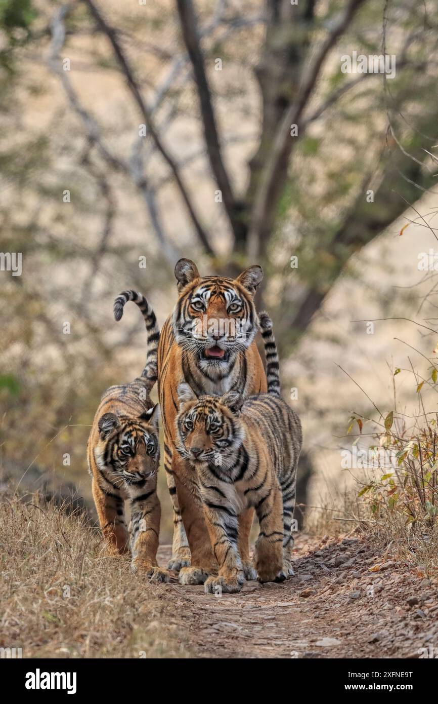 Bengal tiger (Panthera tigris) tigress Noor with cubs , Ranthambhore ...
