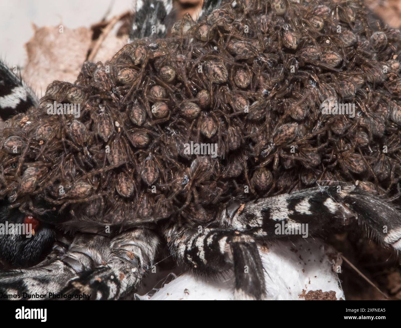 Deserta Grande Wolf Spider (Hogna ingens) spiderlings on back of mother ...