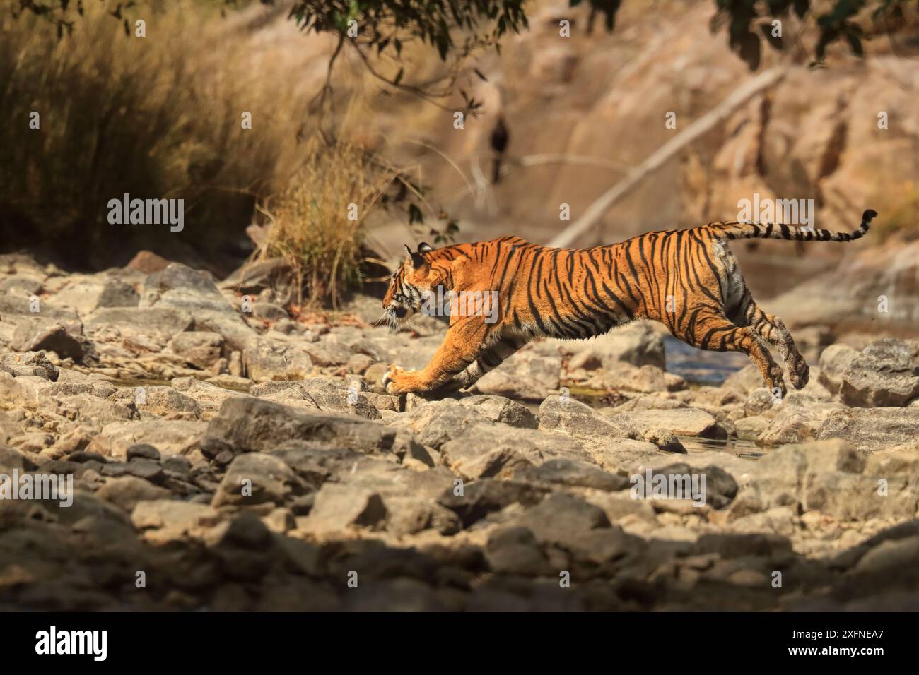 Bengal tiger (Panthera tigris) tigress Noor chasing prey, Ranthambhore ...