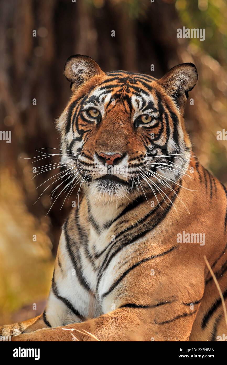 Bengal tiger (Panthera tigris) tigress Noor sitting in shade ...