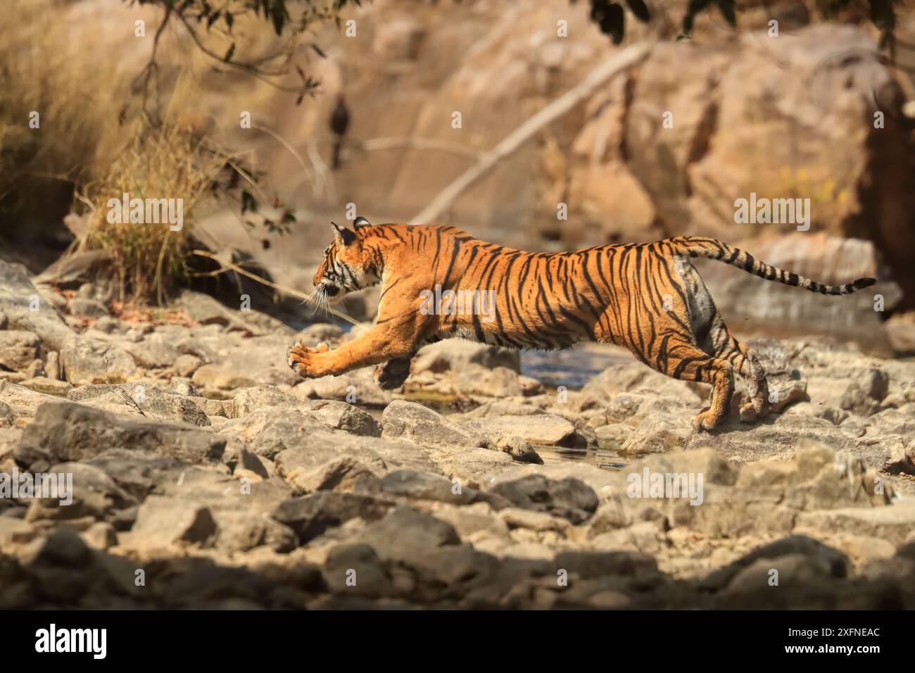 Bengal tiger (Panthera tigris) tigress Noor hunting, Ranthambhore ...