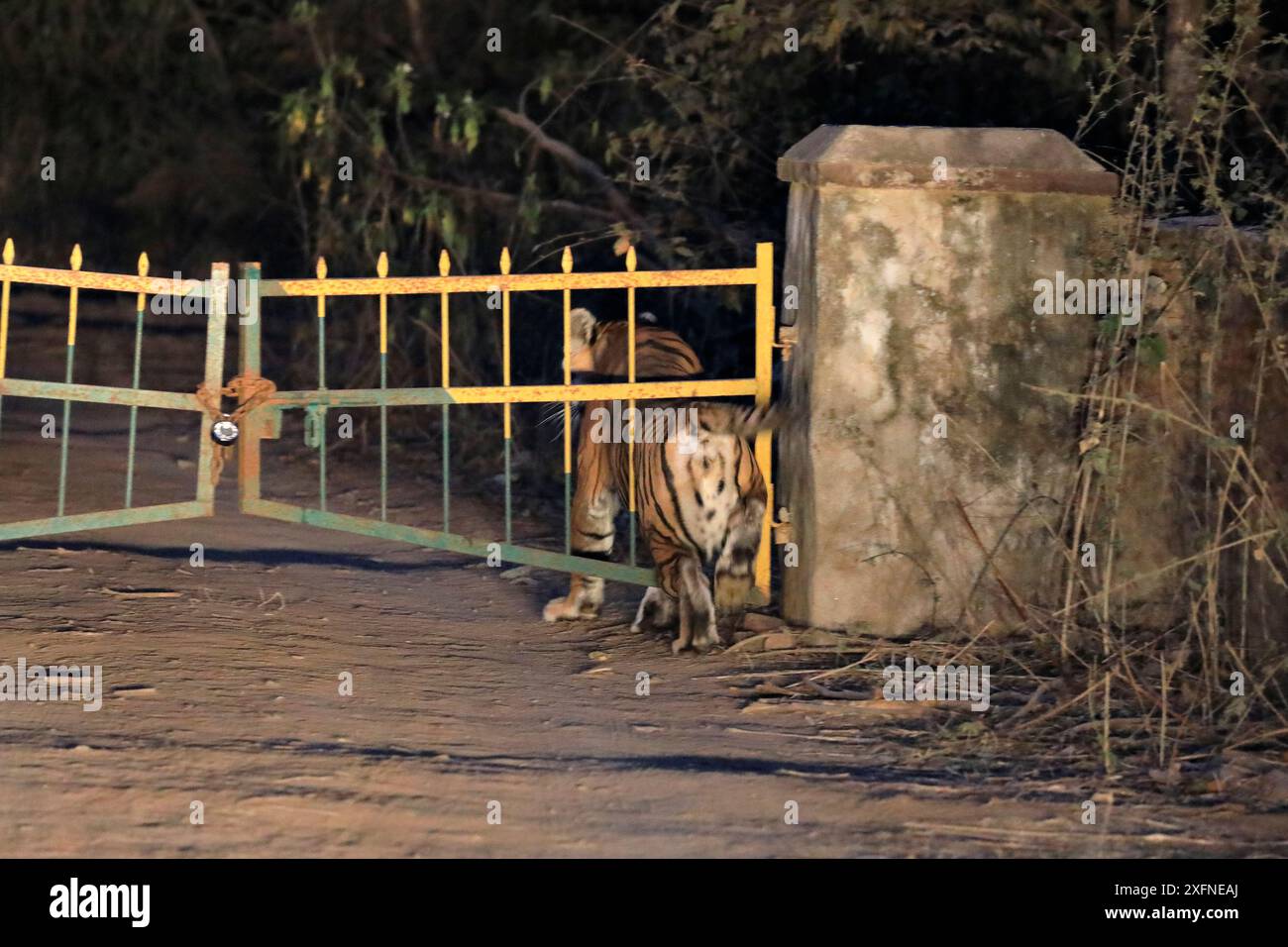 Bengal tiger (Panthera tigris) tigress Noor scent marking outside park ...