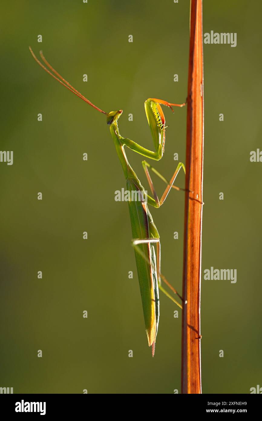 European praying mantis (Mantis religiosa) male on plant waiting for ...