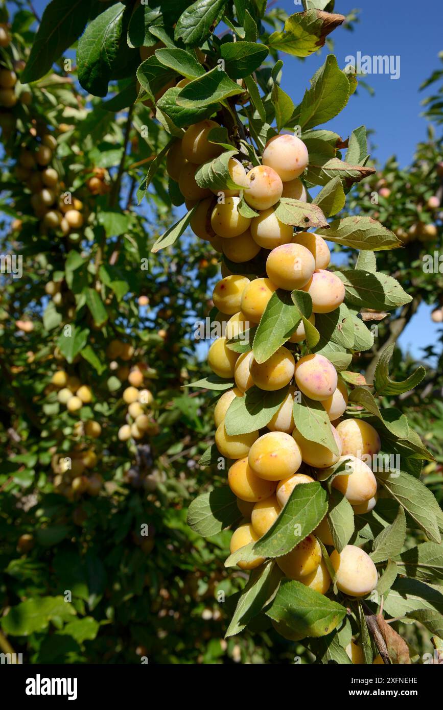 Yellow Plums on branch (Prunus domestica) bearing ripe fruit, Lorraine ...