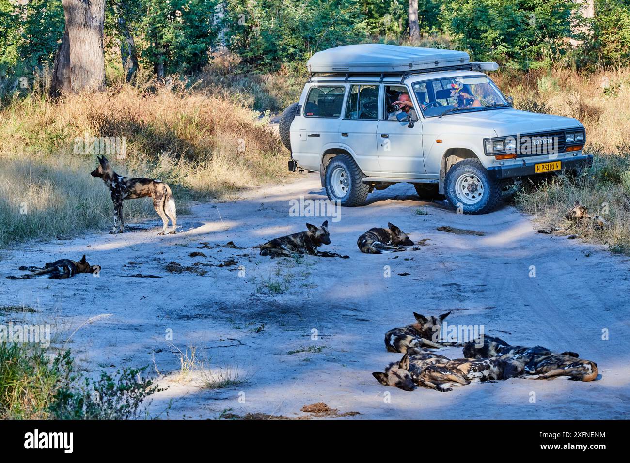 Tourists in car observing African wild dog pack (Lycaon pictus) resting ...