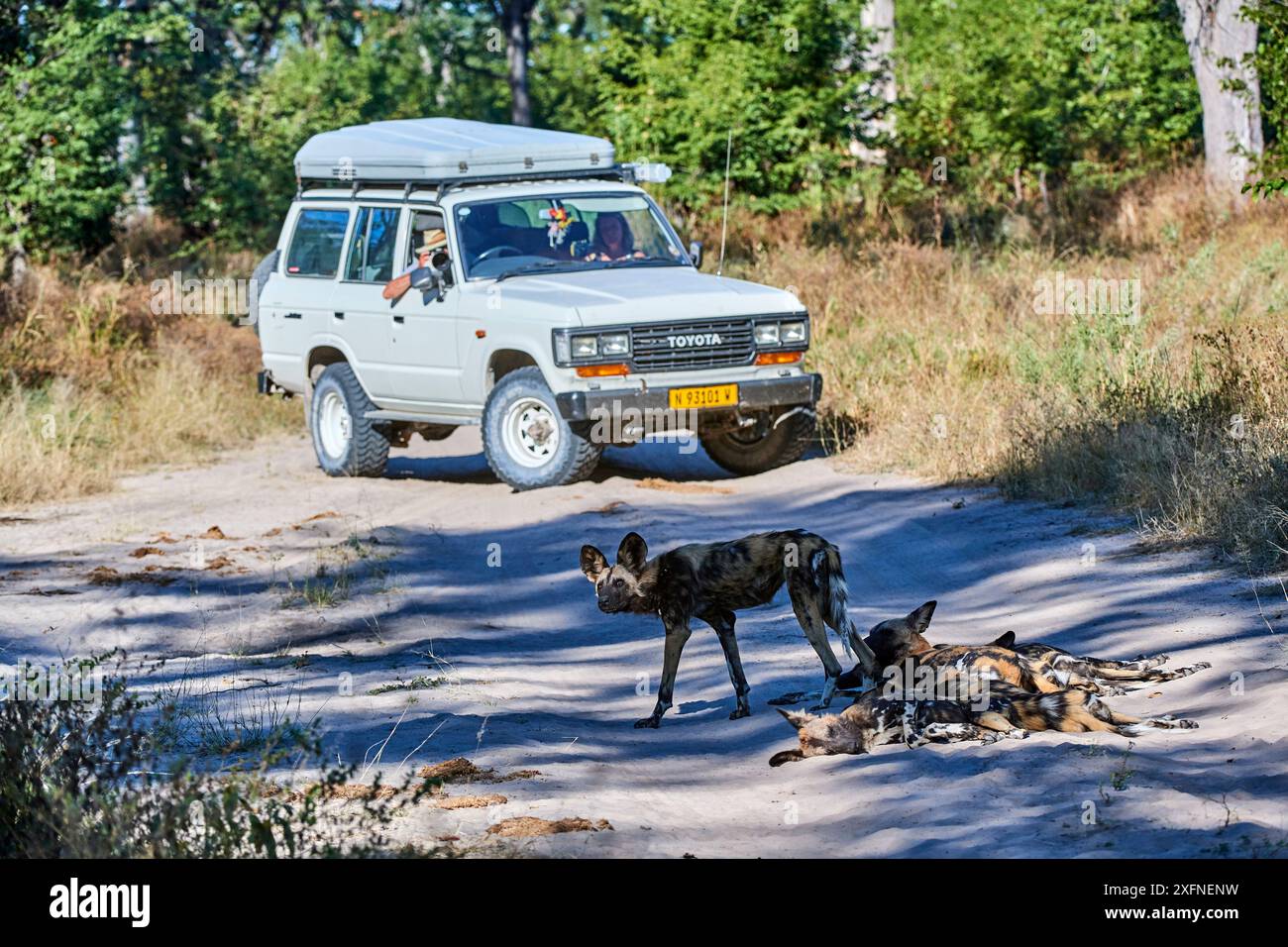 Tourists in car observing African wild dog pack (Lycaon pictus) resting ...