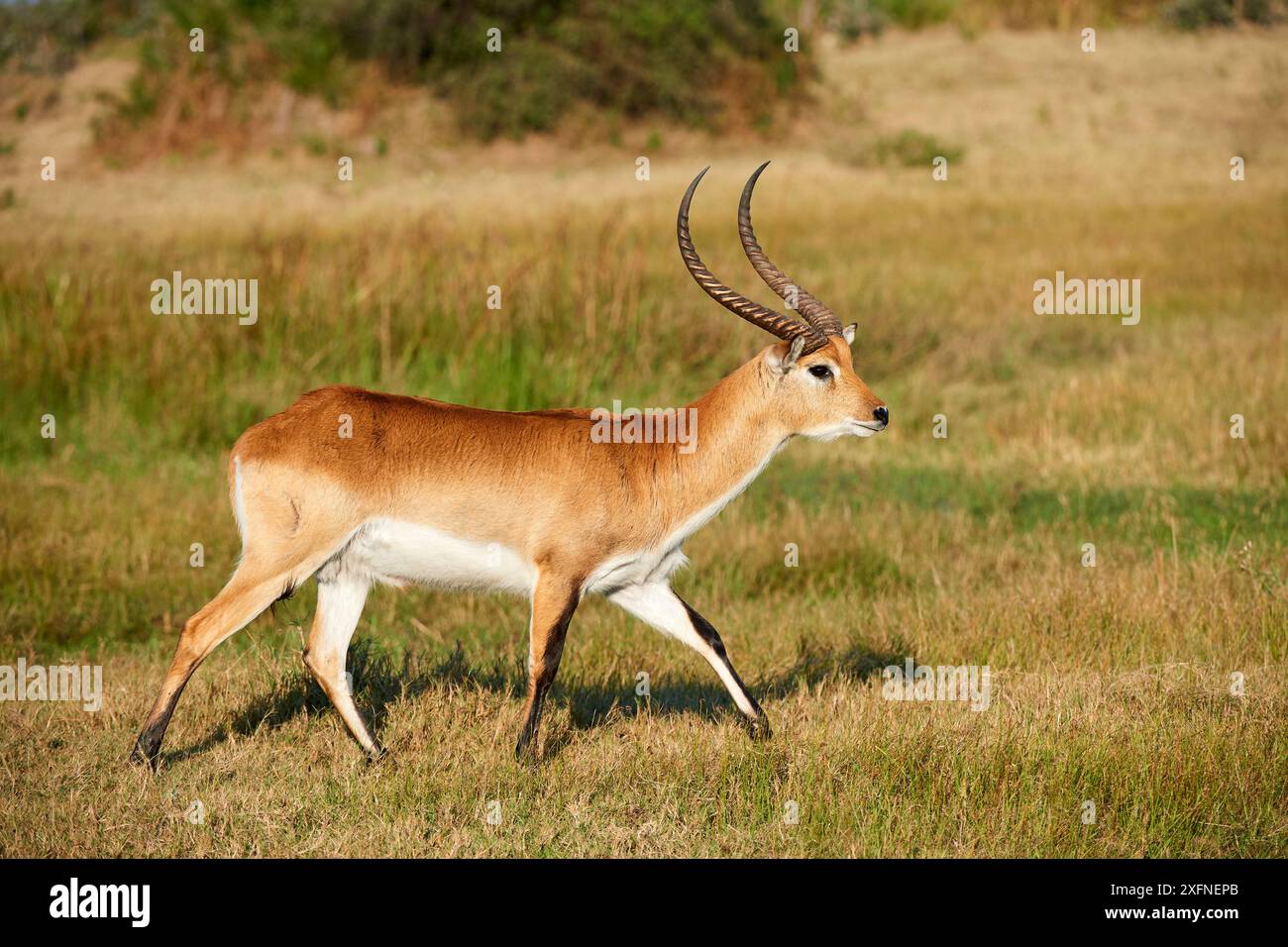 Red lechwe (Kobus leche). Moremi National Park, Okavango delta ...