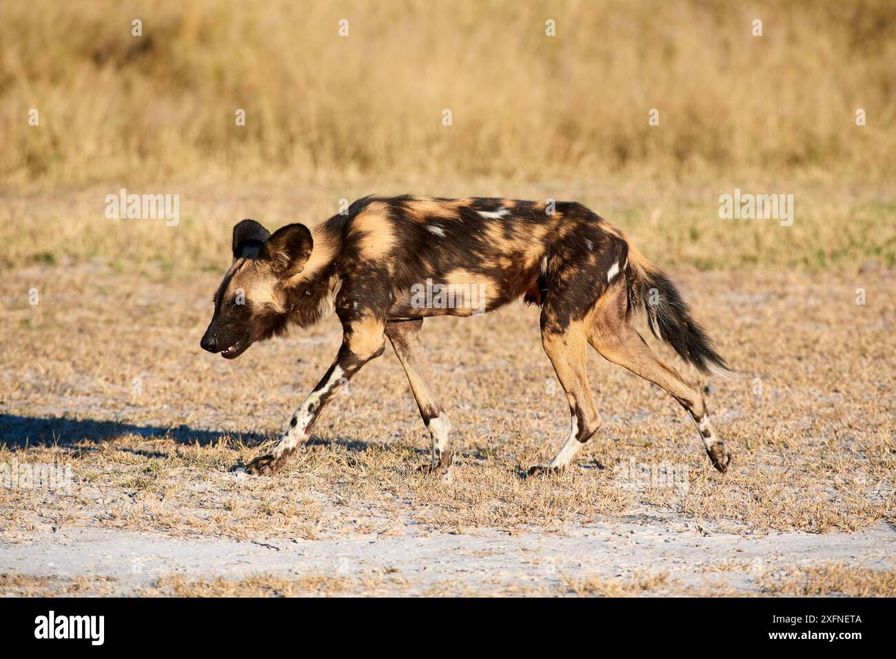 African wild dog (Lycaon pictus) walking. Moremi National Park ...