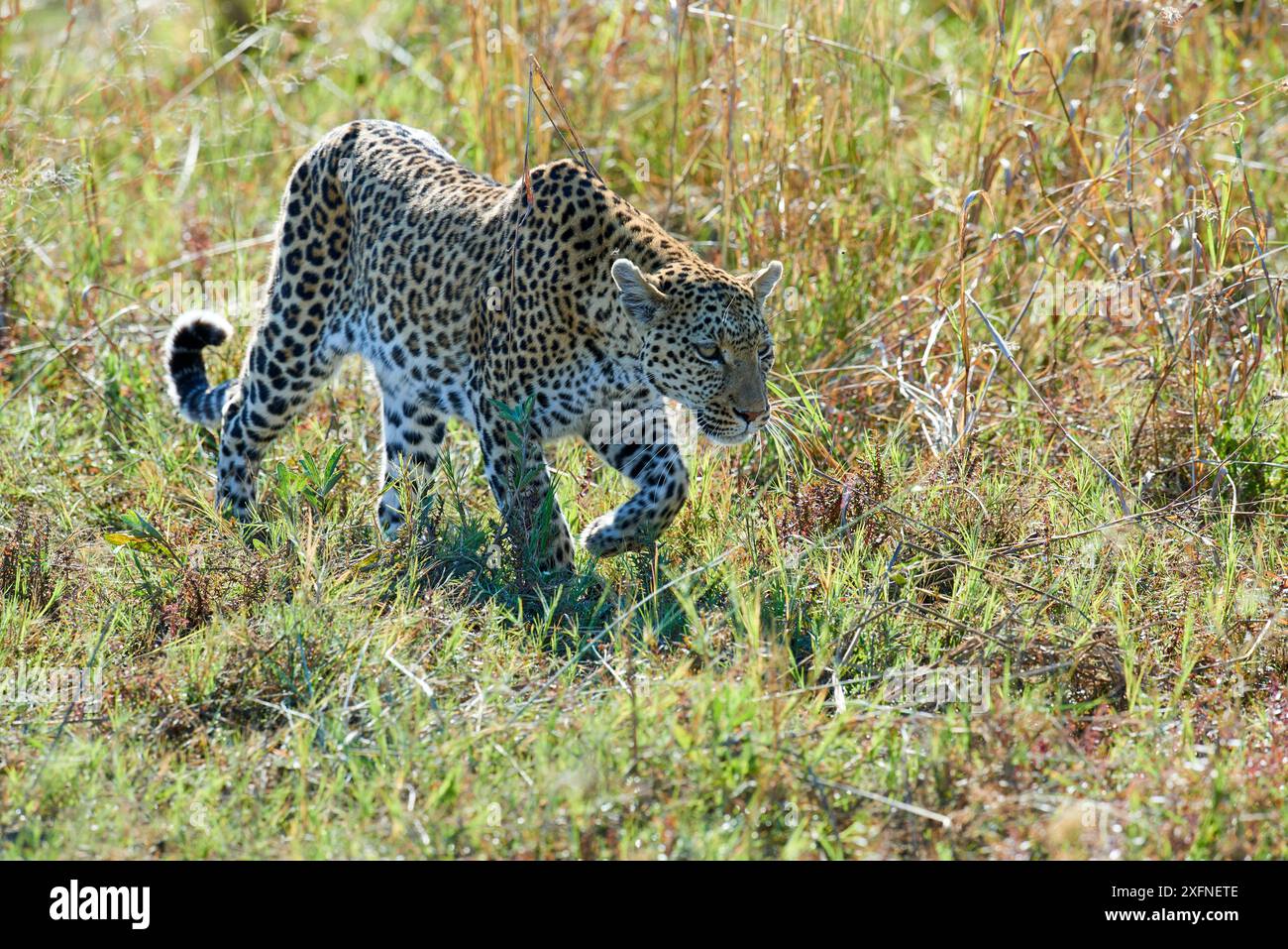 African leopard female (Panthera pardus) walking through grassland ...