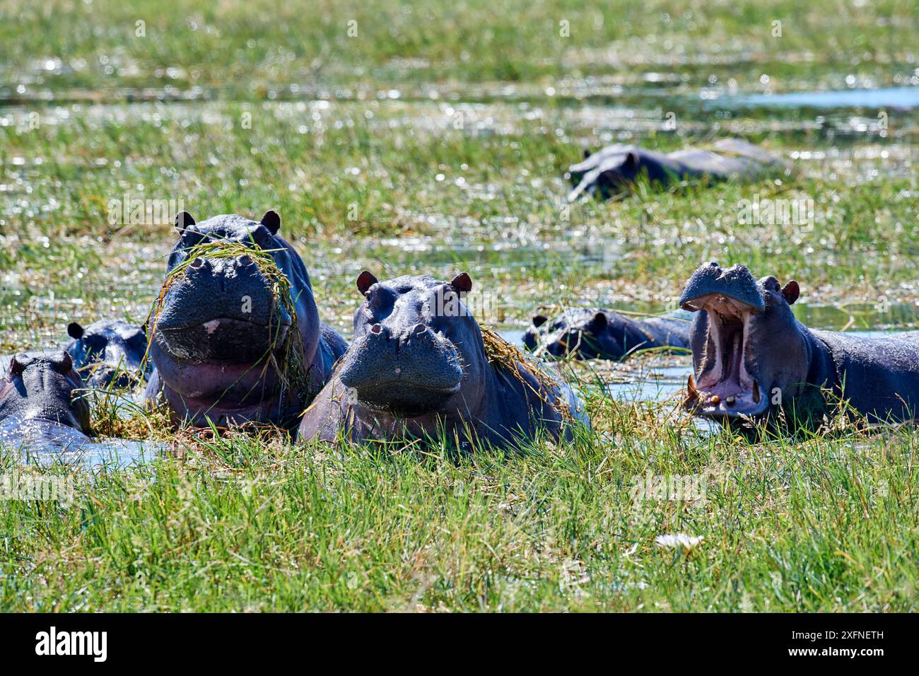 Hippopotamus (Hippopotamus amphibius) bathing and yawning. Moremi ...