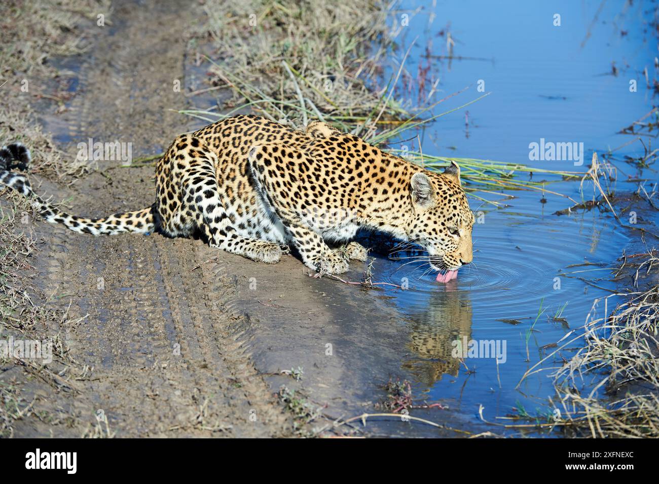 African leopard female (Panthera pardus) drinking. Moremi National Park ...