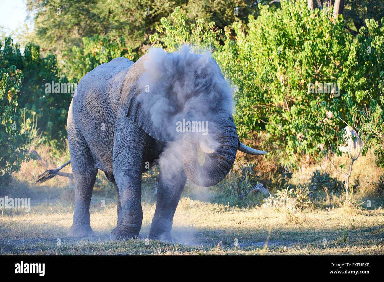 African elephant bull spraying dust on injured eye to minimize fly ...