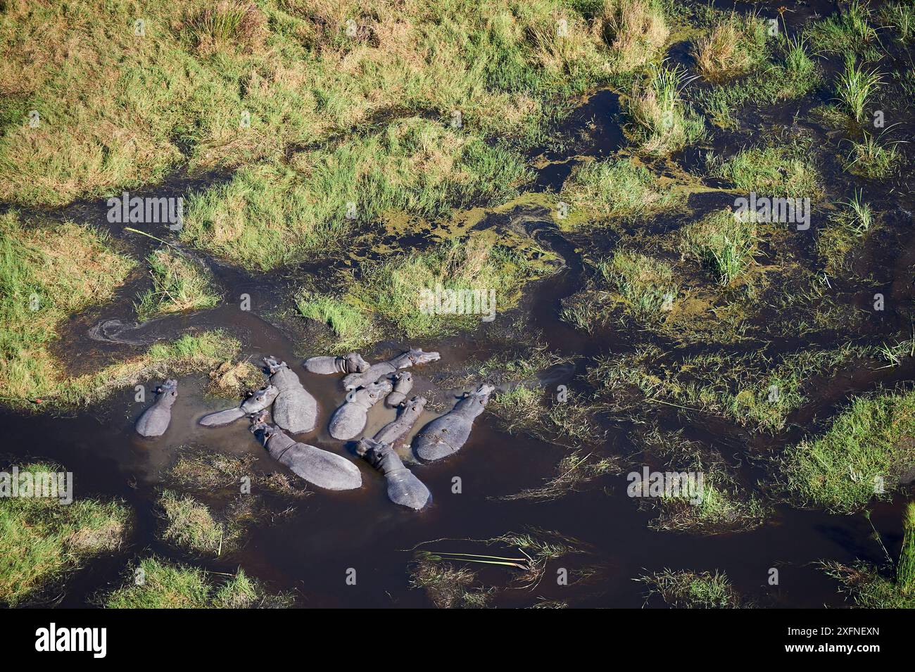 Aerial view of hippopotamus (Hippopotamus amphibius) group cooling in a ...