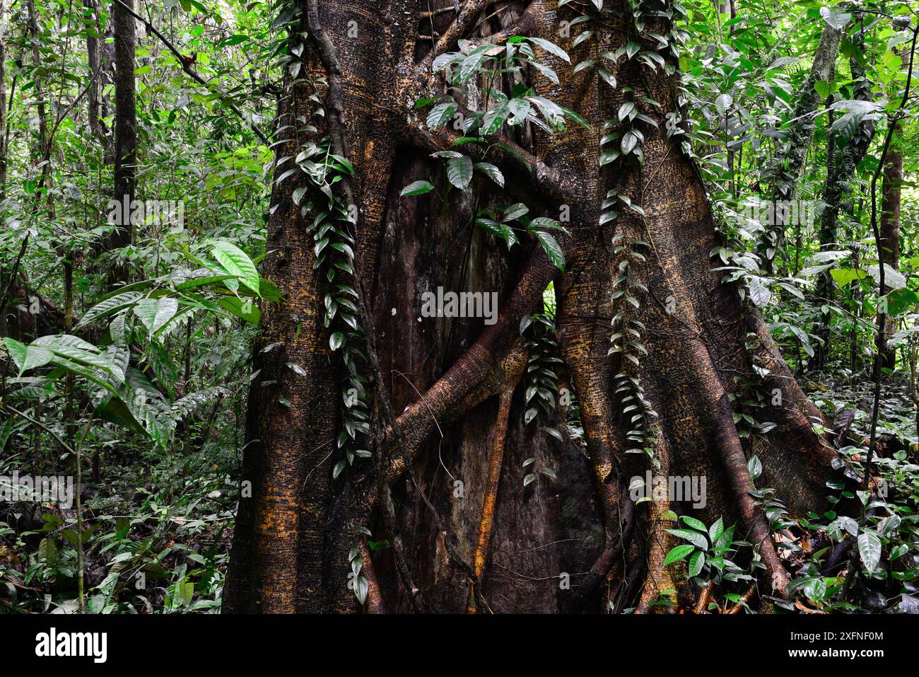 Enormous rainforest tree trunk supporting epiphytic plants, Gunung Mulu ...