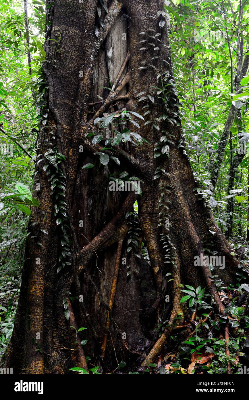 Enormous rainforest tree trunk supporting epiphytic plants, Gunung Mulu ...