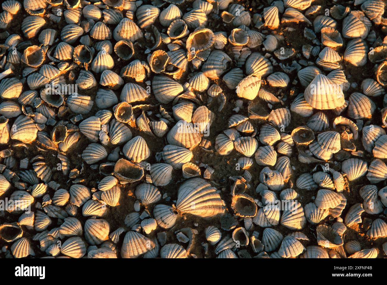 Shells on coast of the Banc d'Arguin National Park, Banc d'Arguin ...