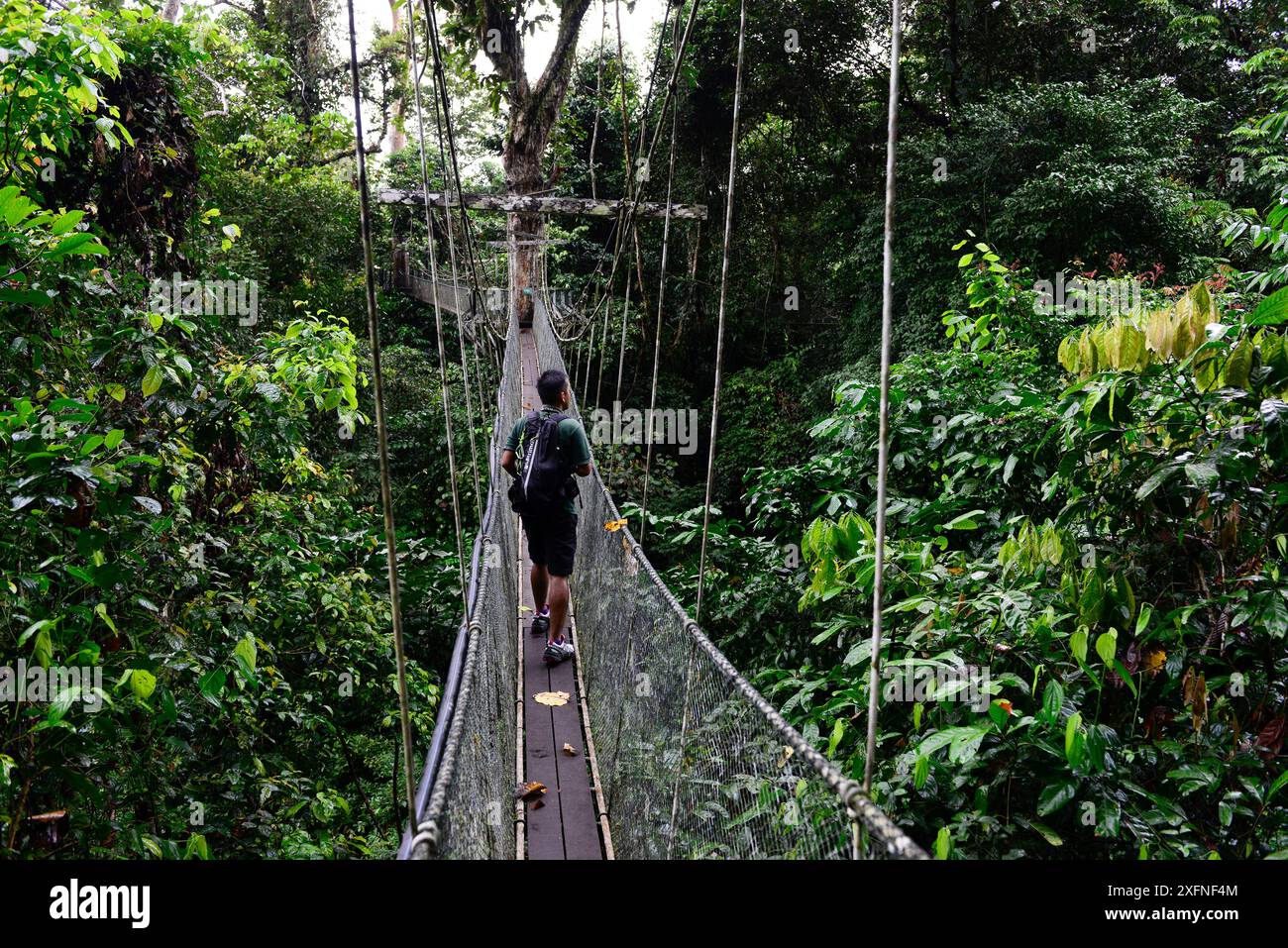 Man walking across the Mulu Skywalk, the world's longest tree canopy ...