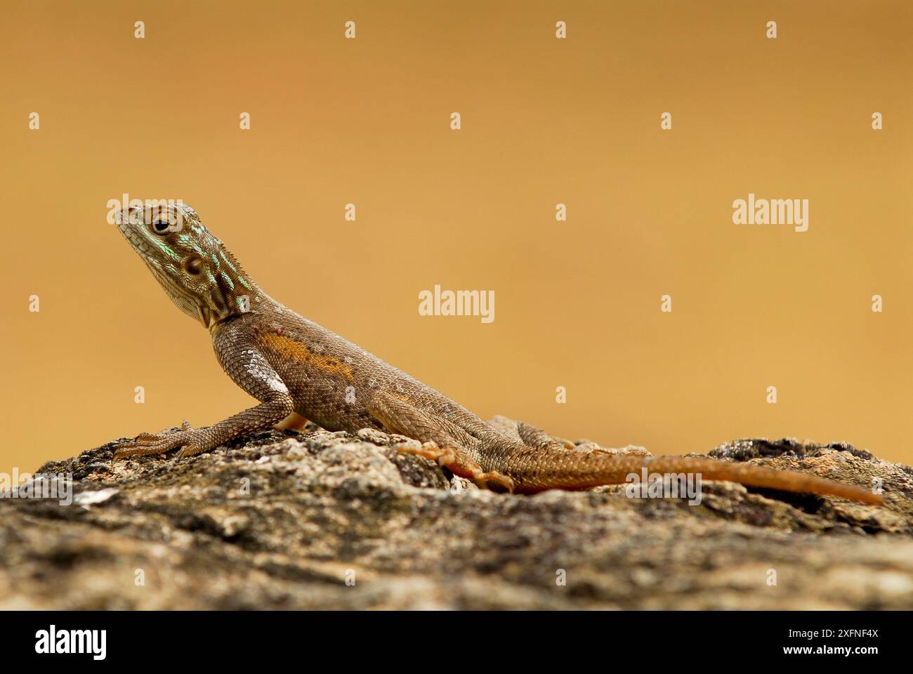 Rock agama (Agama agama) female. LopÃ© National Park, Ecosystem and ...