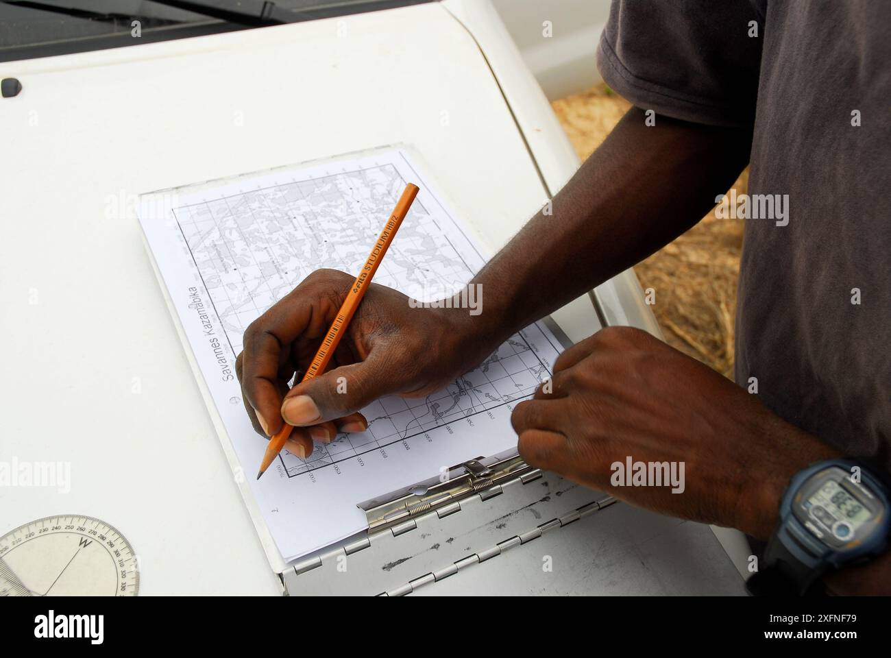 Park biologists radio tracking a troop of Mandrills (Mandrillus sphinx ...
