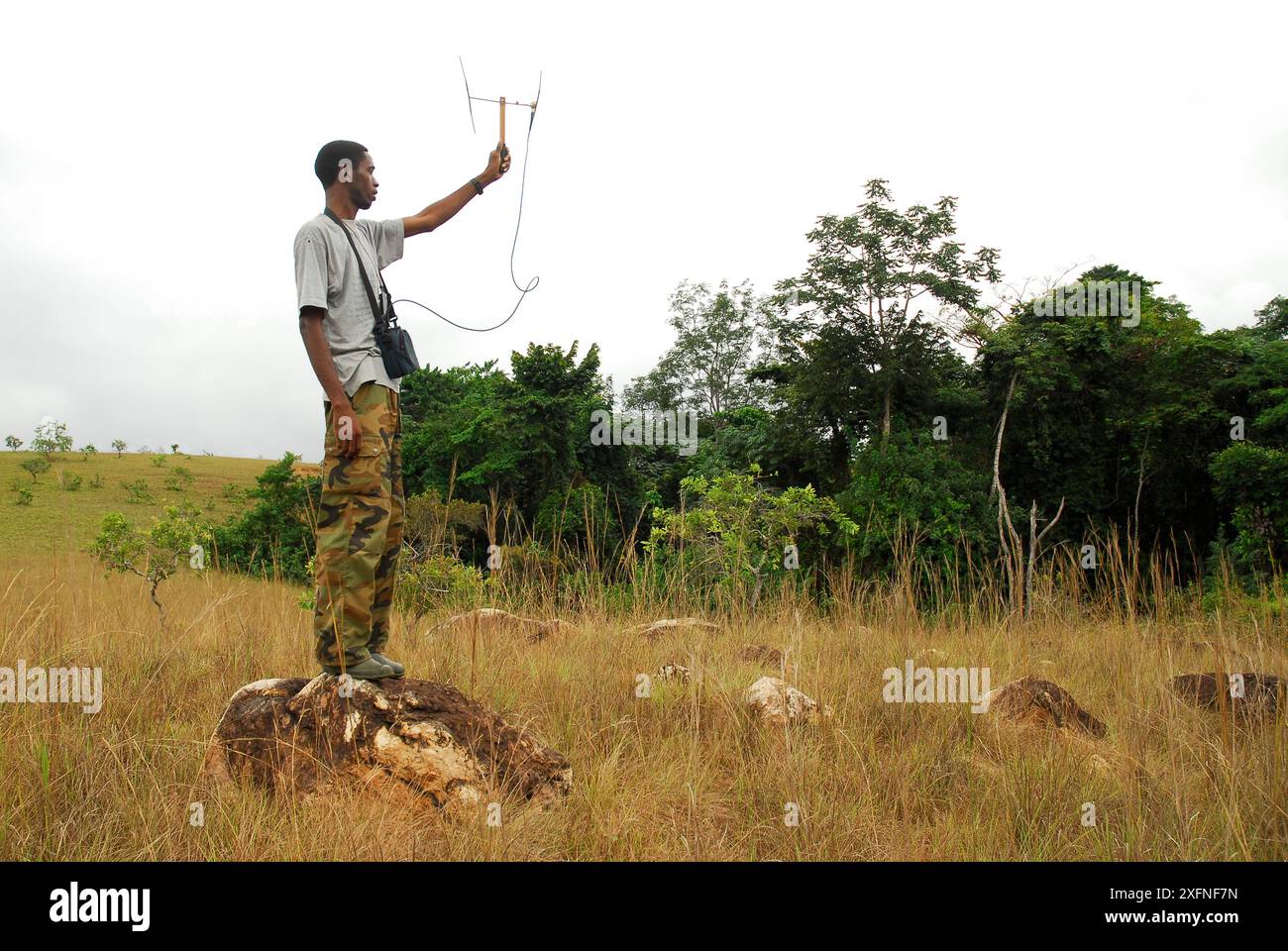 Park biologists radio tracking a troop of Mandrills (Mandrillus sphinx ...