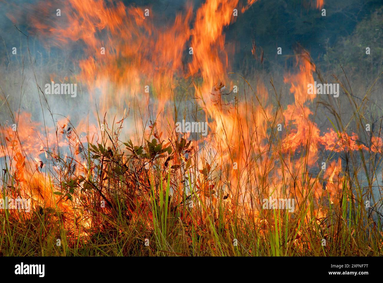 Controlled grassland fire, LopÃ© National Park, Ecosystem and Relict Cultural Landscape of LopÃ ...