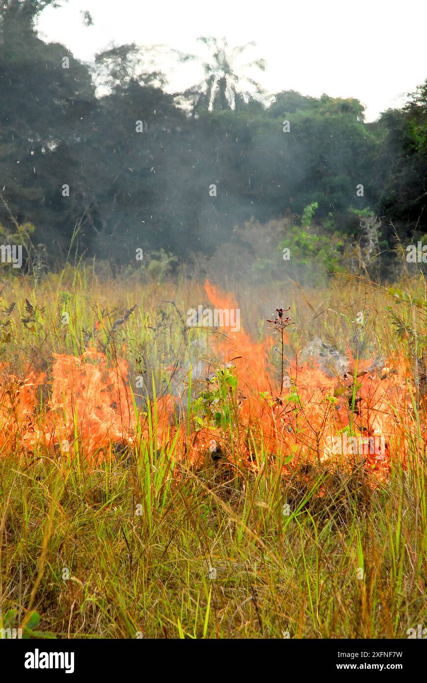 Controlled grassland fire, LopÃ© National Park, Ecosystem and Relict ...