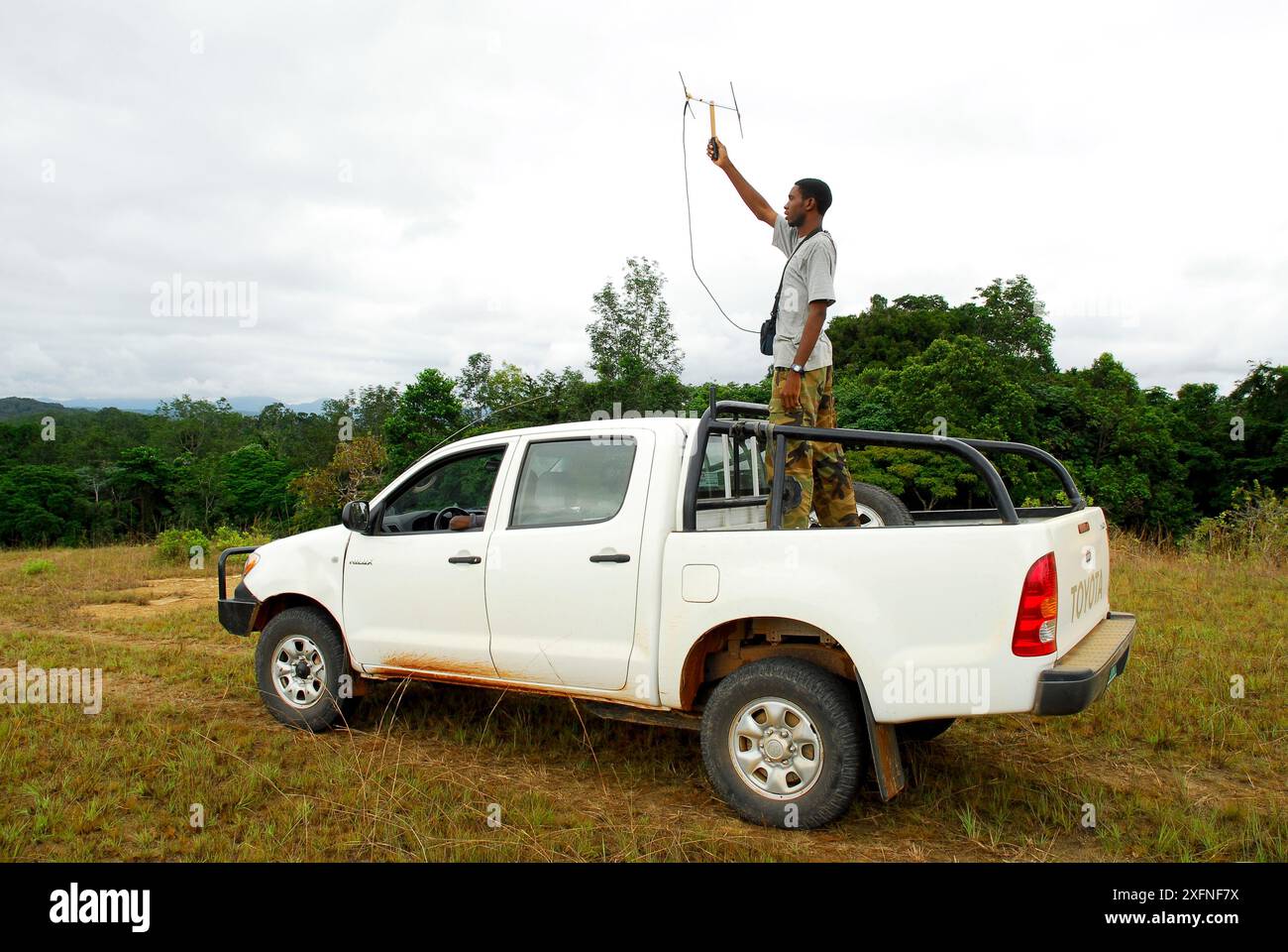 Park biologists radio tracking a troop of Mandrills (Mandrillus sphinx ...