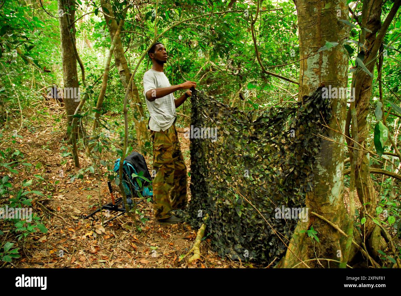 Park biologists place a hide to watch a troop of mandrills (Mandrillus ...
