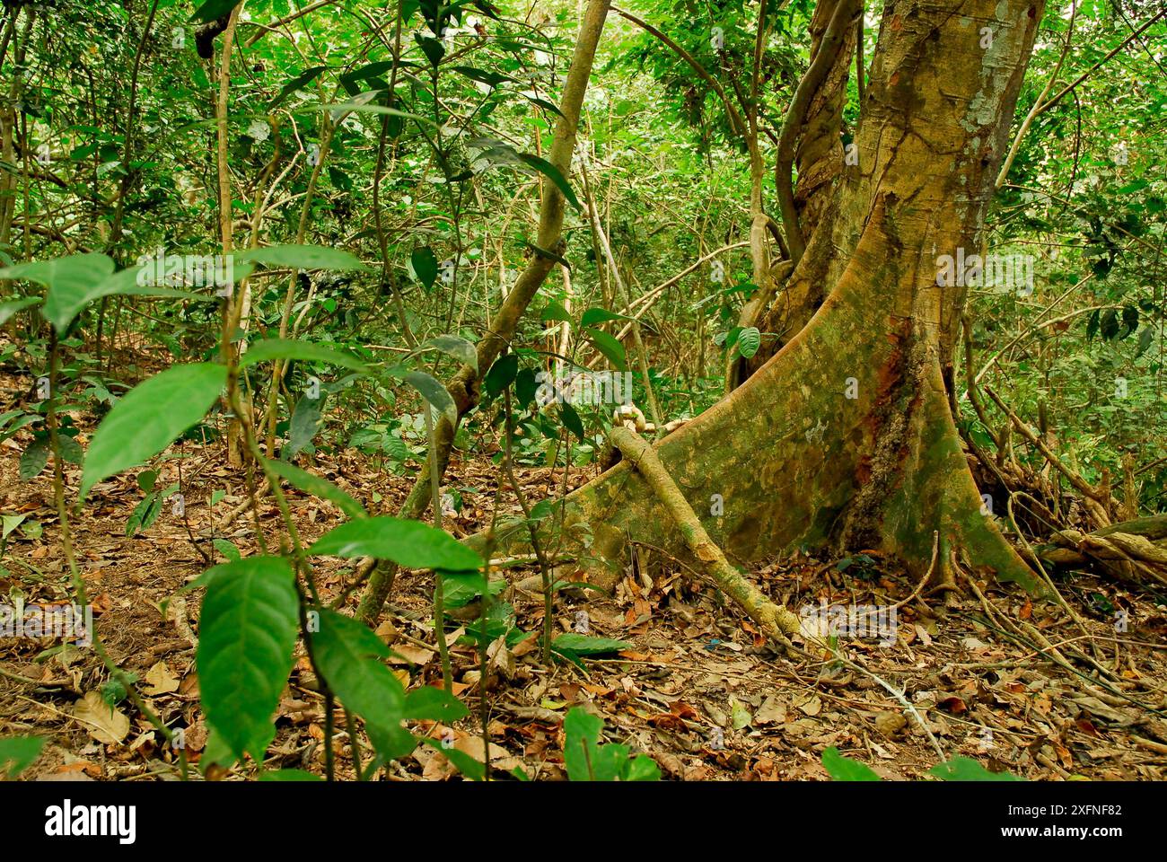 Riverine forest.LopÃ© National Park, Ecosystem and Relict Cultural ...