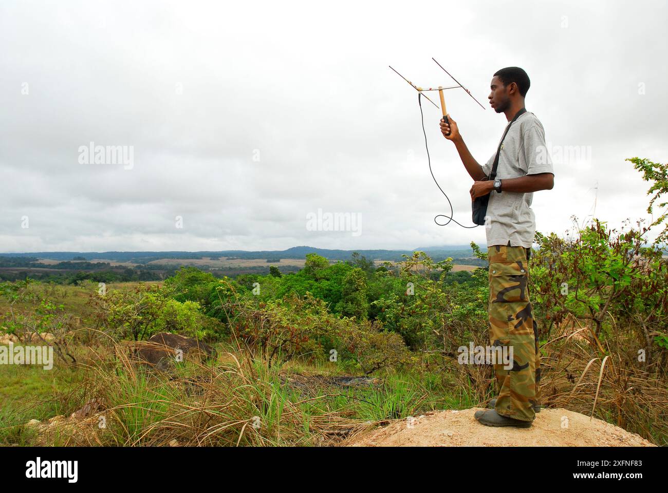 Park biologists radio tracking a troop of Mandrills (Mandrillus sphinx ...
