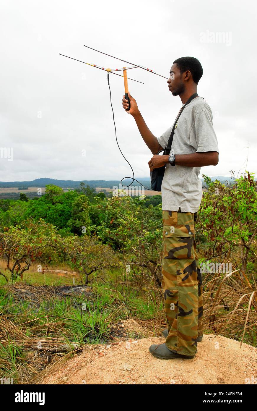 Park biologists radio tracking a troop of Mandrills (Mandrillus sphinx ...