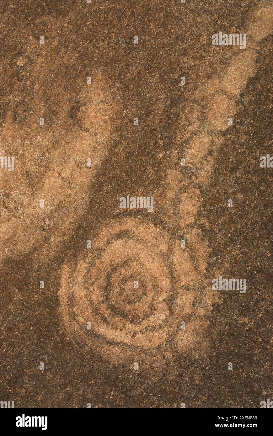 Petroglyphs, neolithic rock art. LopÃ© National Park, Ecosystem and ...