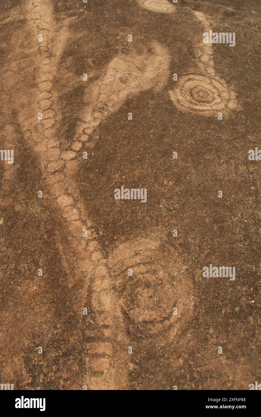 Petroglyphs, neolithic rock art. LopÃ© National Park, Ecosystem and ...