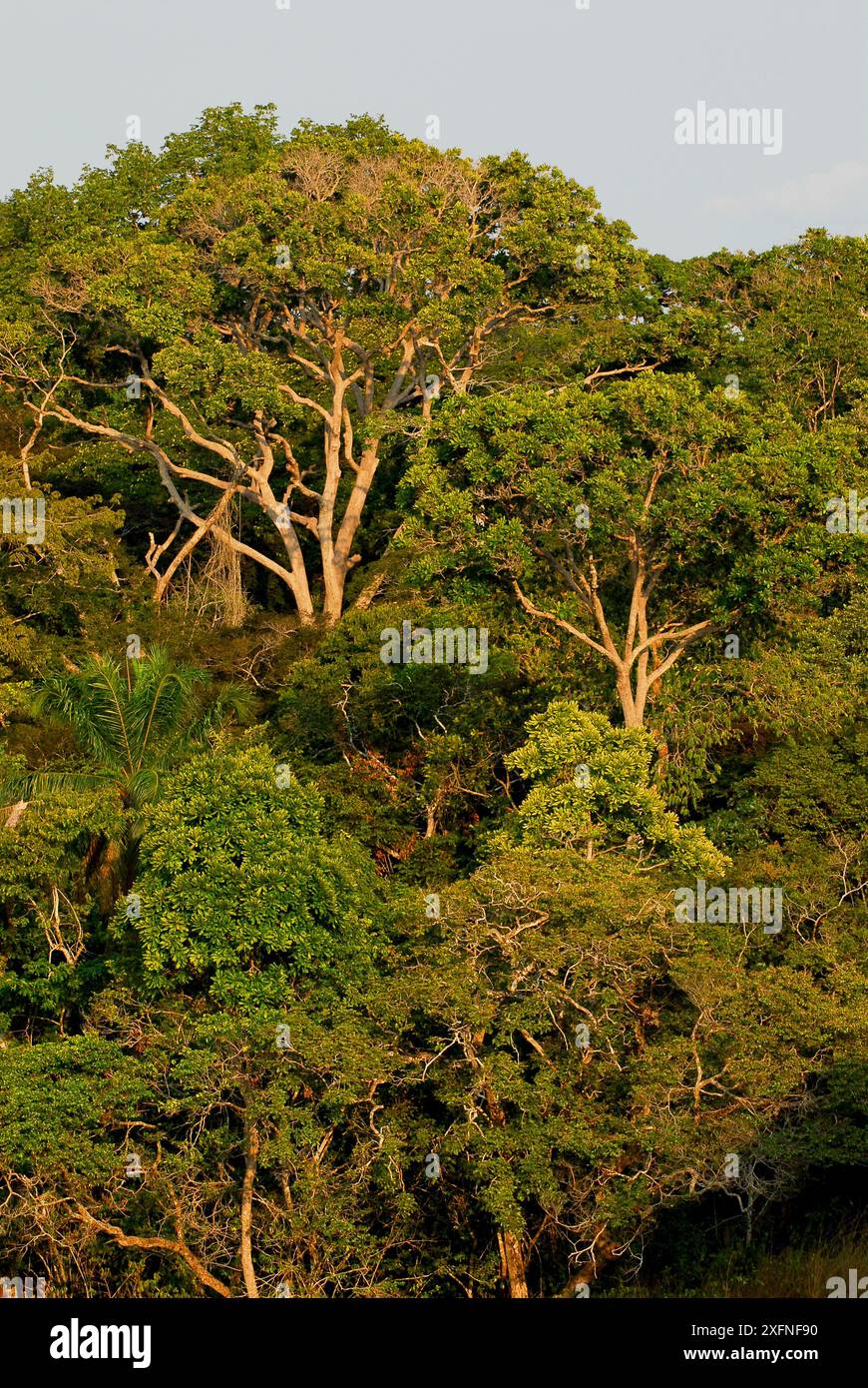 Forest trees in LopÃ© National Park, Ecosystem and Relict Cultural ...
