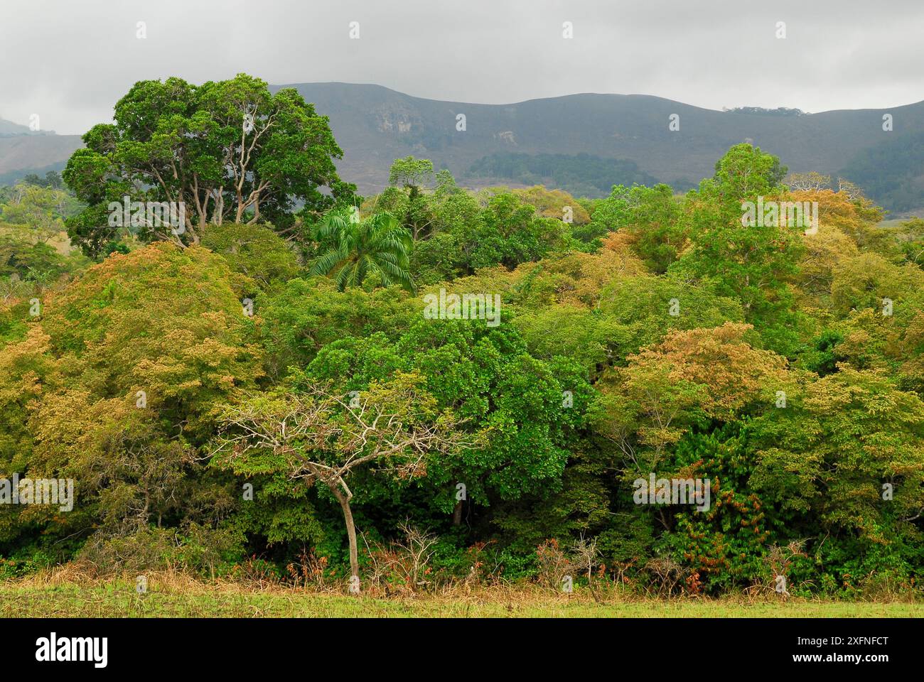 Forest landscape in LopÃ© National Park, Ecosystem and Relict Cultural ...