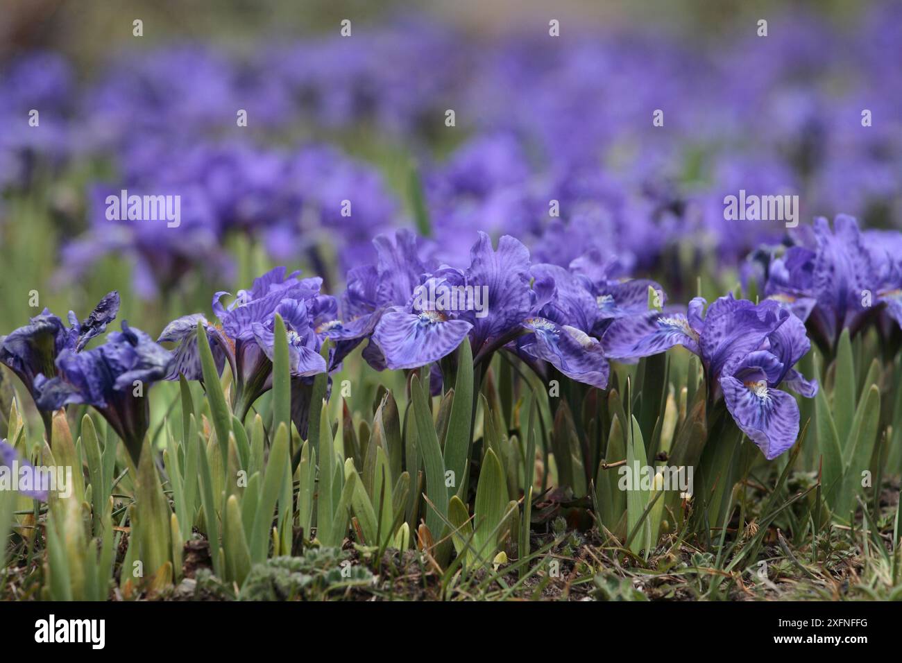 Iris flowers (Iris kemaonensis) in Yak pastures, Central Himalaya ...